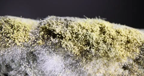Microscopic look at fungal mold. Growth ... | Stock Video | Pond5