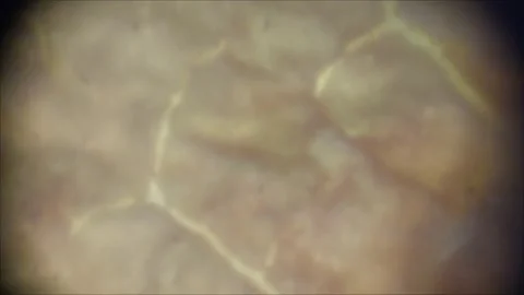 Microscopic photography of biological ob... | Stock Video | Pond5