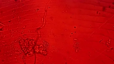 Microscopic sample 400x with fish scale ... | Stock Video | Pond5