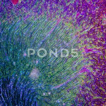 Microscopic section of human kidney tissue Stock Image #12211576