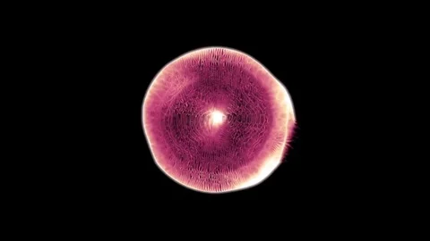 Single Cell Microorganisms Stock Videos – Royalty-Free HD & 4K Videos ...