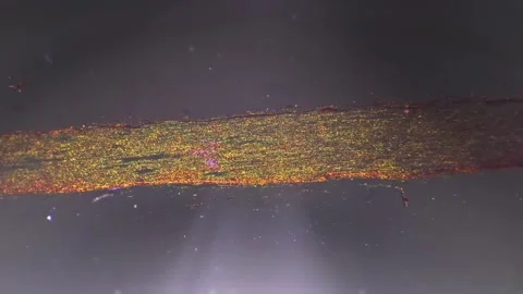 Microscopic slide of nerves trunk in lon... | Stock Video | Pond5