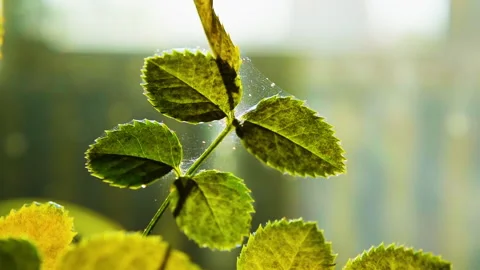 Microscopic Plant Stock Video Footage | Royalty Free Microscopic Plant ...