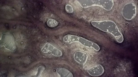 Slime Mold Stock Footage ~ Royalty Free Stock Videos | Pond5