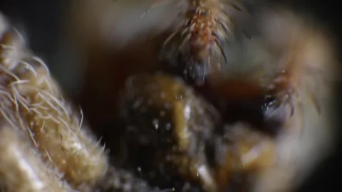Microscopic view of spider anatomy showi... | Stock Video | Pond5