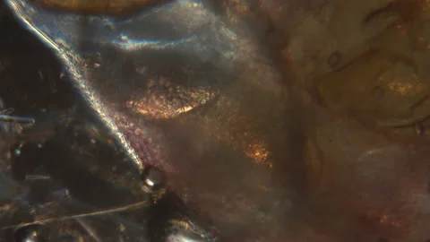 Microscopy of caterpillar. Magnification... | Stock Video | Pond5
