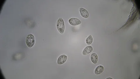 Ciliate Stock Video Footage | Royalty Free Ciliate Videos | Pond5