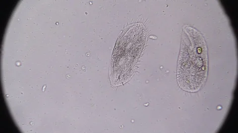 Microscopy - Stylonychia Ciliophora, und... | Stock Video | Pond5