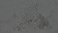 Saccharomyces Cerevisiae Microscope 100x