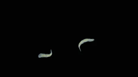 Phylum Platyhelminthes Stock Videos – Royalty-Free HD & 4K Videos