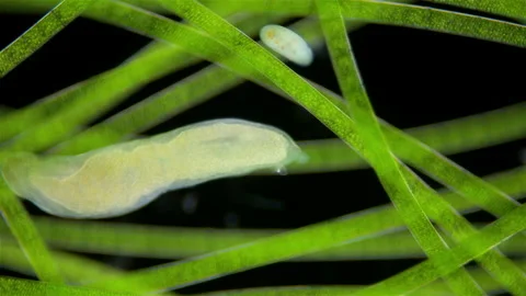 Phylum Platyhelminthes Stock Video Footage | Royalty Free Phylum ...