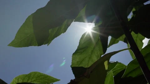 Midday Stock Video Footage | Royalty Free Midday Videos | Pond5