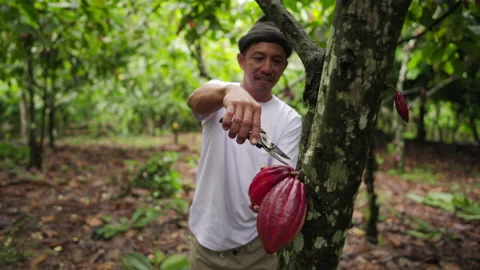 Middle-aged male cacao farmer harvests c... | Stock Video | Pond5