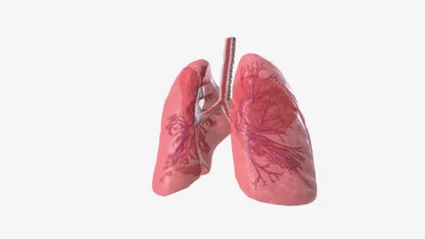 The middle temporal gyrus is located on ... | Stock Video | Pond5