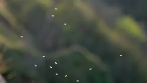 Dancing Au Natural Stock Videos – Royalty-Free HD & 4K Videos