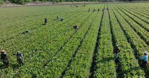 Weeding Stock Footage ~ Royalty Free Stock Videos | Pond5