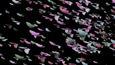 migrating butterfly animation | Stock Video | Pond5