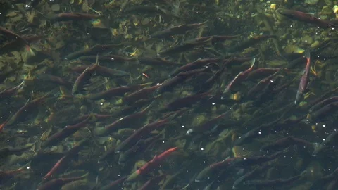 Migrating salmon swimming in a pool in s... | Stock Video | Pond5