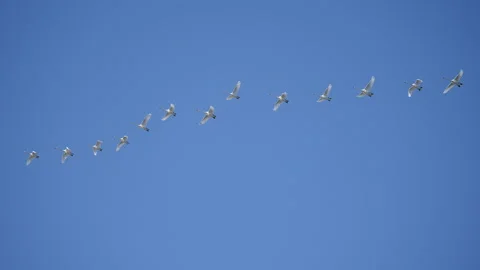 School Whings Stock Videos – Royalty-Free HD & 4K Videos