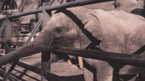 Milan - 1969: Man feeds an elephant at t... | Stock Video | Pond5