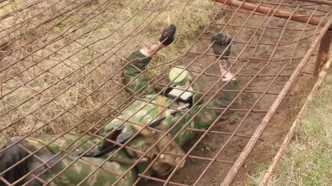 Military soldiers crawling under the net... | Stock Video | Pond5