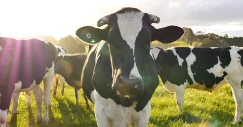 Cow Stock Video Footage | Royalty Free Cow Videos | Pond5