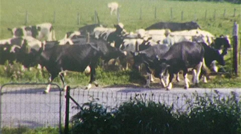 Milk Cows Stock Video Footage | Royalty Free Milk Cows Videos | Pond5