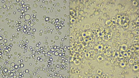 Milk under the microscope, fresh, natura... | Stock Video | Pond5