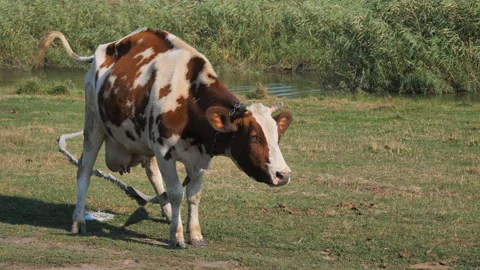 Cow Defecate Stock Videos – Royalty-Free HD & 4K Videos