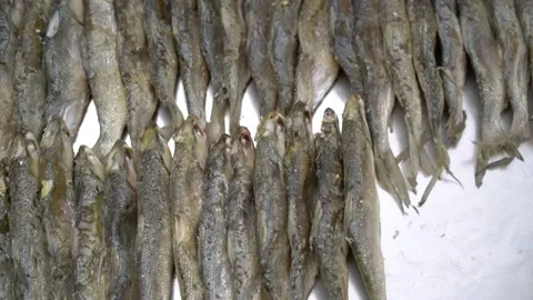 Milkfish in close up. Fresh Milkfish on ... | Stock Video | Pond5