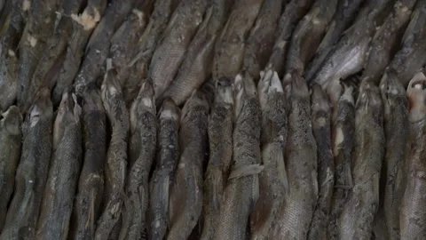 Milkfish in close up. Fresh Milkfish on ... | Stock Video | Pond5