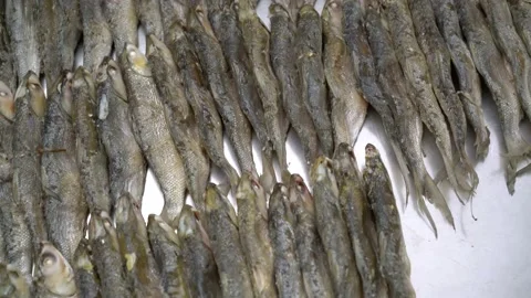 Milkfish in close up. Fresh Milkfish on ... | Stock Video | Pond5