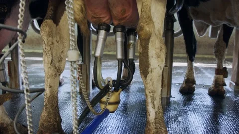 Processing Cows Stock Video Footage | Royalty Free Processing Cows ...