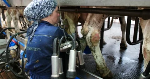 Farm Milkmaid Stock Video Footage | Royalty Free Farm Milkmaid Videos ...