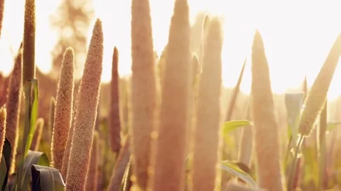 Millet plantations in the field.bundles ... | Stock Video | Pond5