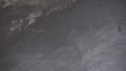 Beach Bats Stock Video Footage | Royalty Free Beach Bats Videos | Pond5