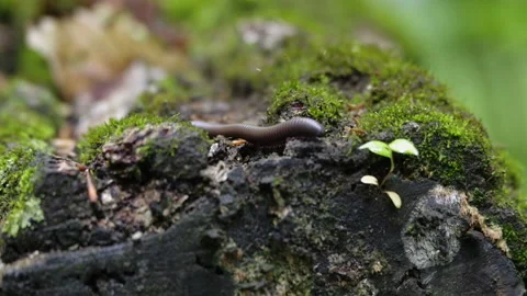 Old Rotten Legs Stock Video Footage | Royalty Free Old Rotten Legs ...