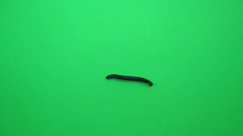 Millipede on Green Screen Chroma Key Pt2... | Stock Video | Pond5