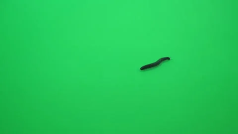 Millipede on Green Screen Chroma Key Pt4... | Stock Video | Pond5