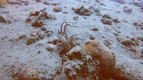 A mimic octopus moving along the ocean f... | Stock Video | Pond5