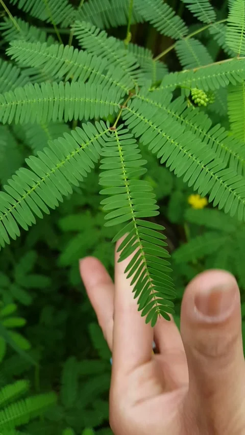 Documentary Touch Stock Videos – Royalty-Free HD & 4K Videos | Pond5