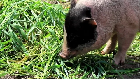 mini pig eating grass, teacup pig | Stock Video | Pond5
