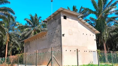 Mini Swiftlets House Edible Bird Nest In... | Stock Video | Pond5