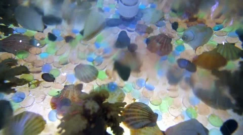 miniature of sea shells under the water.... | Stock Video | Pond5