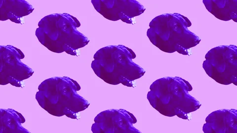 Minimal Motion art. Dog face background | Stock Video | Pond5
