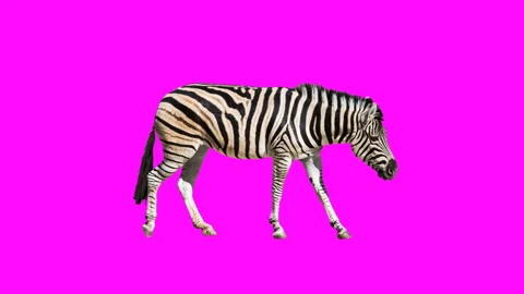 Zebra Clip Art Stock Footage ~ Royalty Free Stock Videos | Pond5