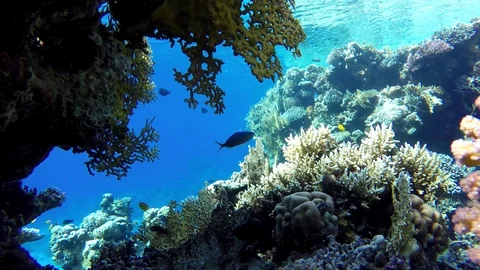 Video Is Processing Stock Videos – Royalty-Free HD & 4K Videos | Pond5