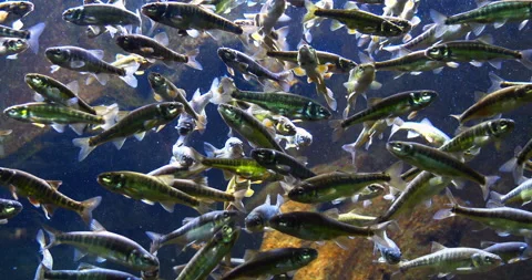 Minnow, phoxinus phoxinus, School of Fis... | Stock Video | Pond5