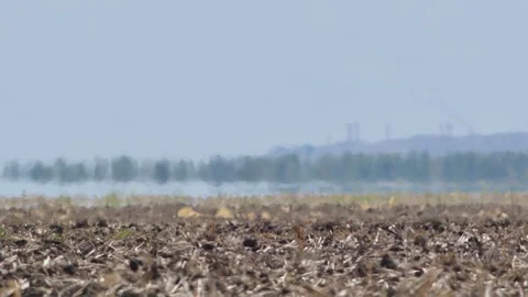 Heat Shimmer Stock Videos – Royalty-Free HD & 4K Videos