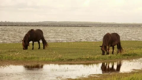 Images Ponies Stock Videos – Royalty-Free HD & 4K Videos